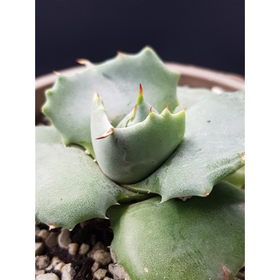 Agave potatorum " Shoji-Raijin " (blue rose agave ) γλ. 8,5