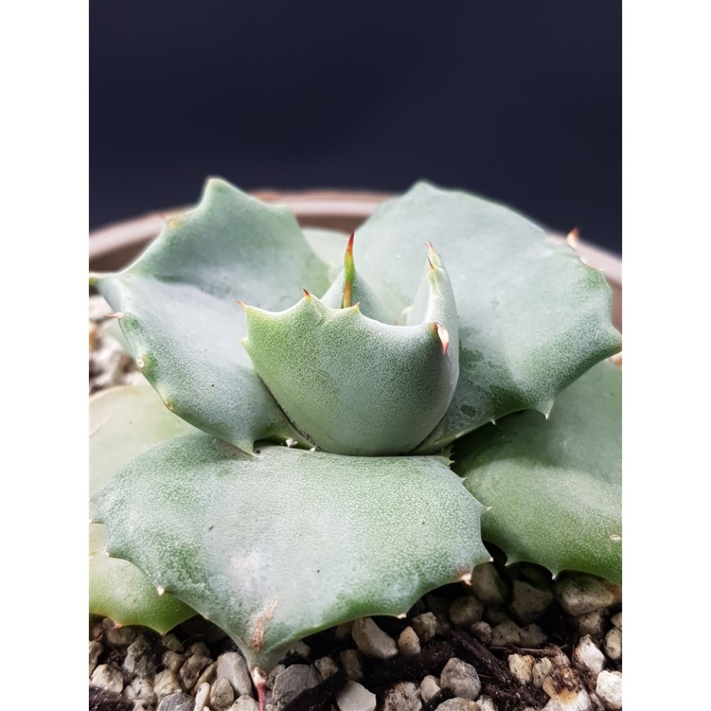 Agave potatorum " Shoji-Raijin " (blue rose agave ) γλ. 8,5