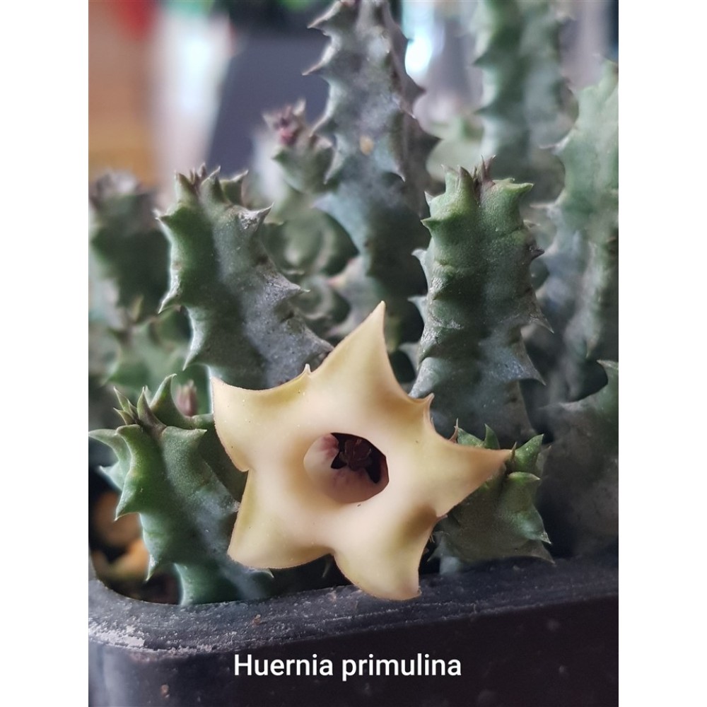 Huernia primulina