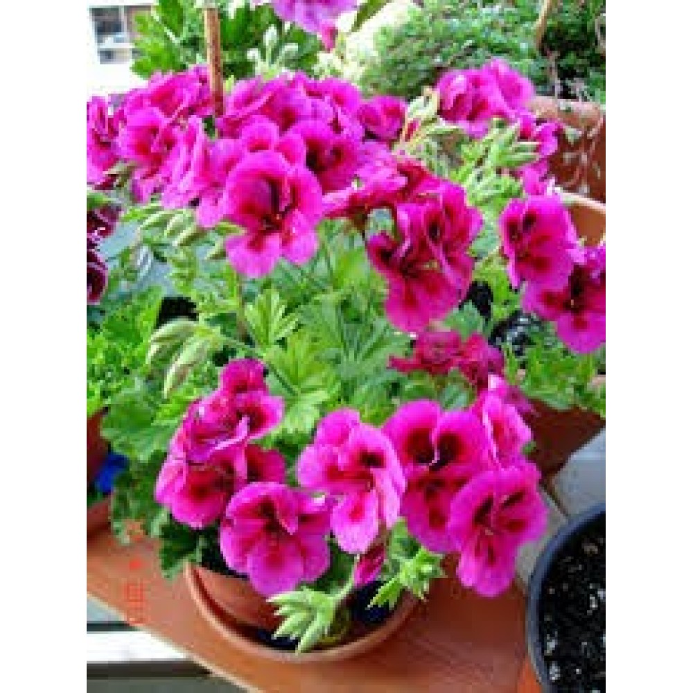 Pelargonium | Econgreen.gr